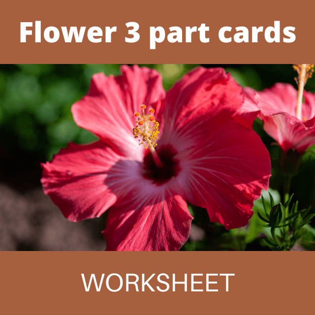 Parts Of Plant Worksheet Wisdomnest